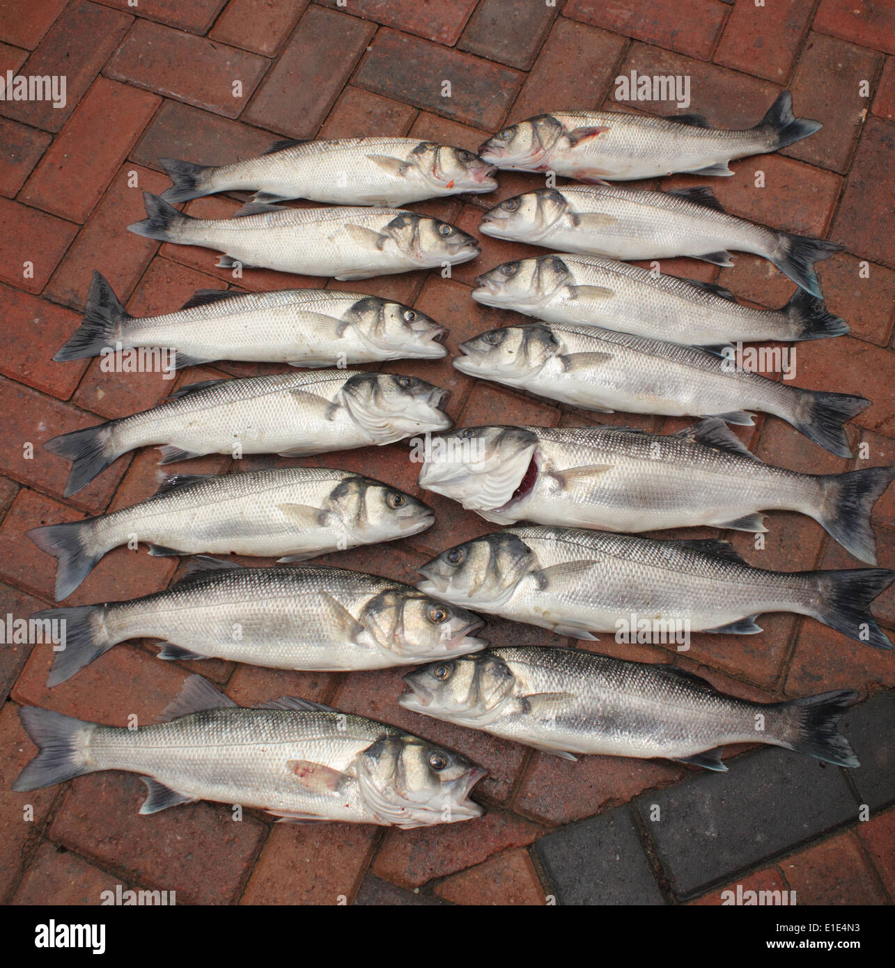 Diet sea fishing hi-res stock photography and images - Alamy