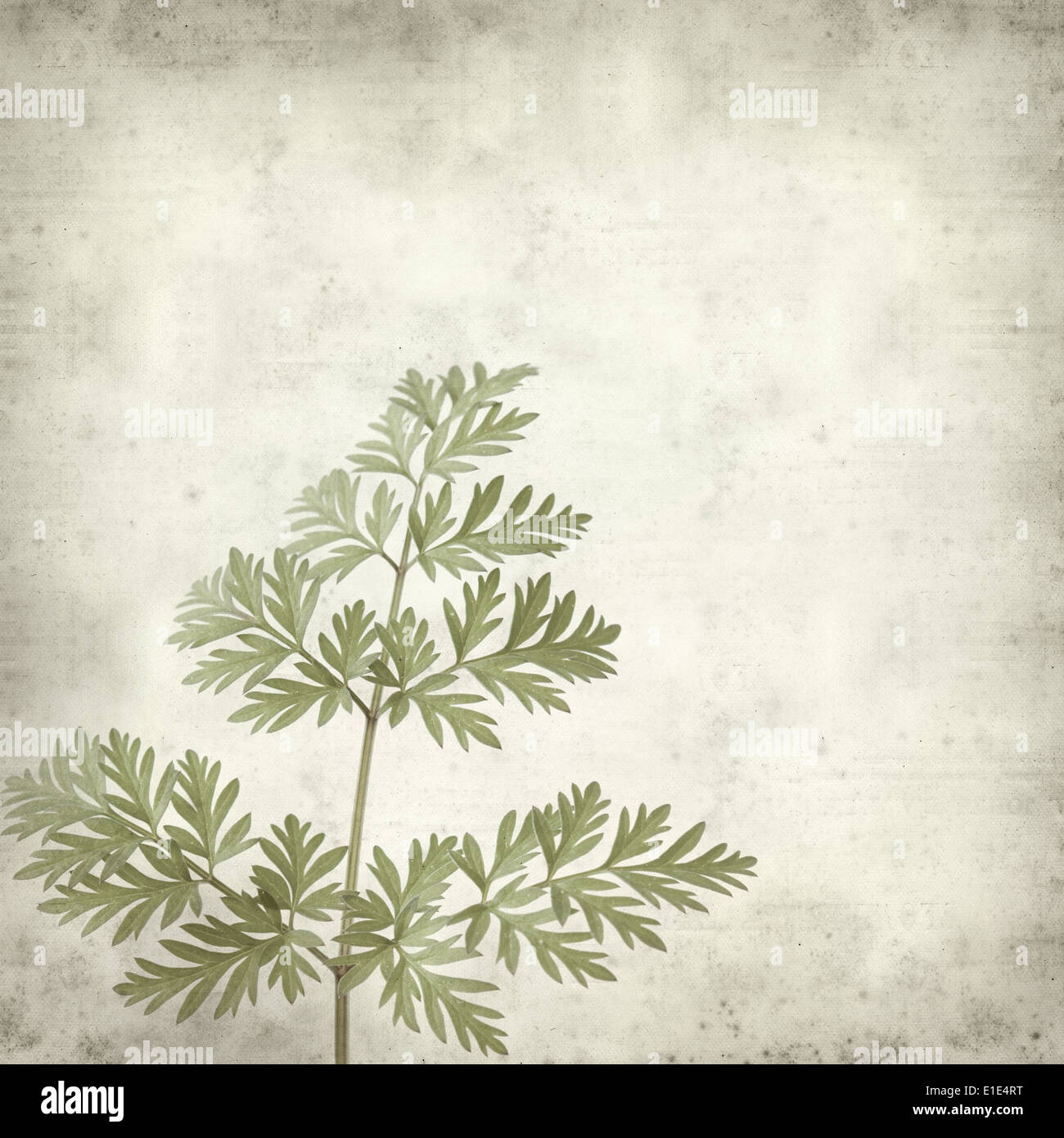 textured old paper background with wild parsley Stock Photo - Alamy