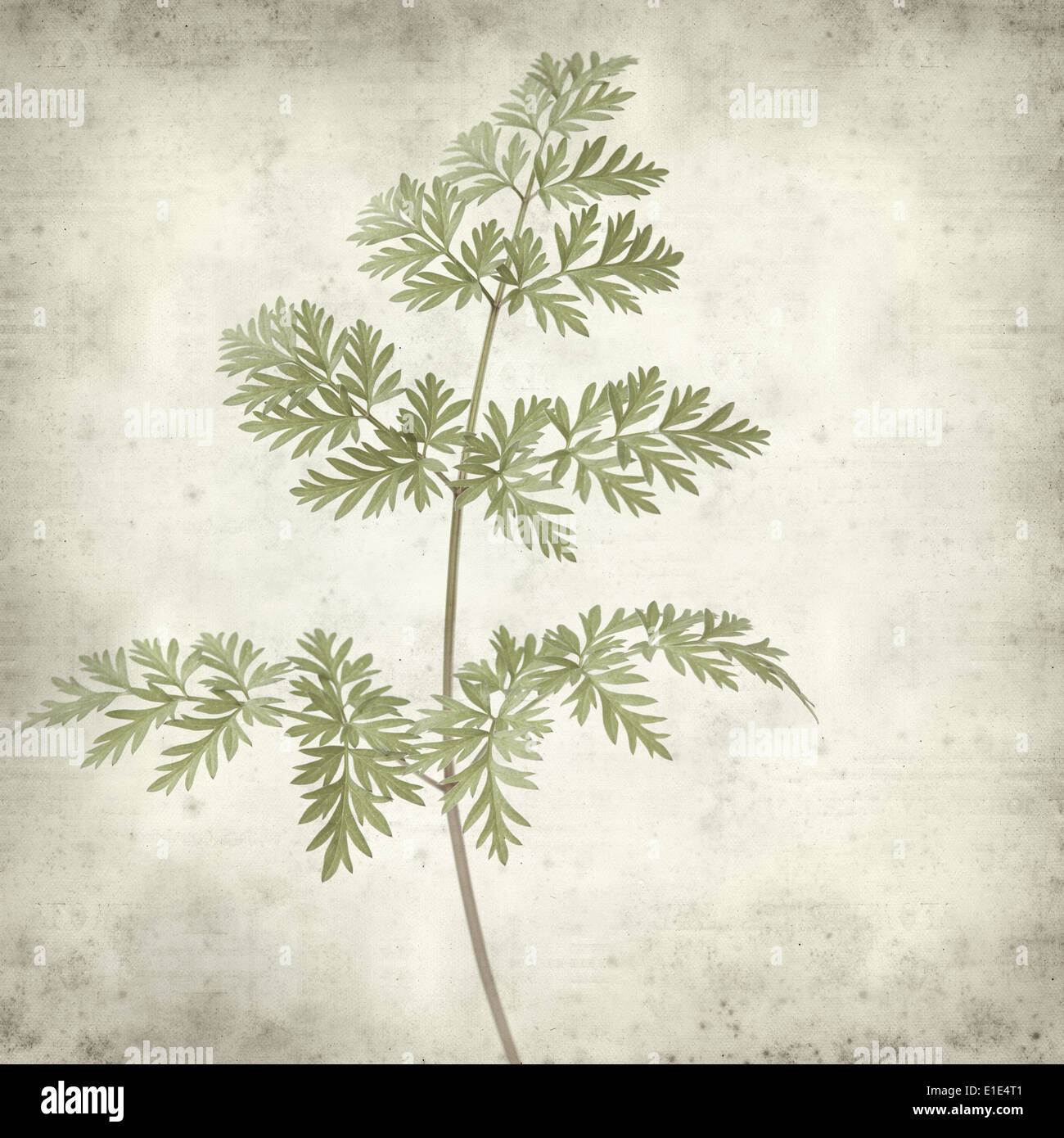 textured old paper background with wild parsley Stock Photo - Alamy