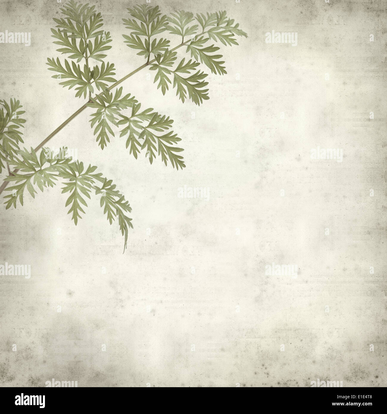 textured old paper background with wild parsley Stock Photo - Alamy