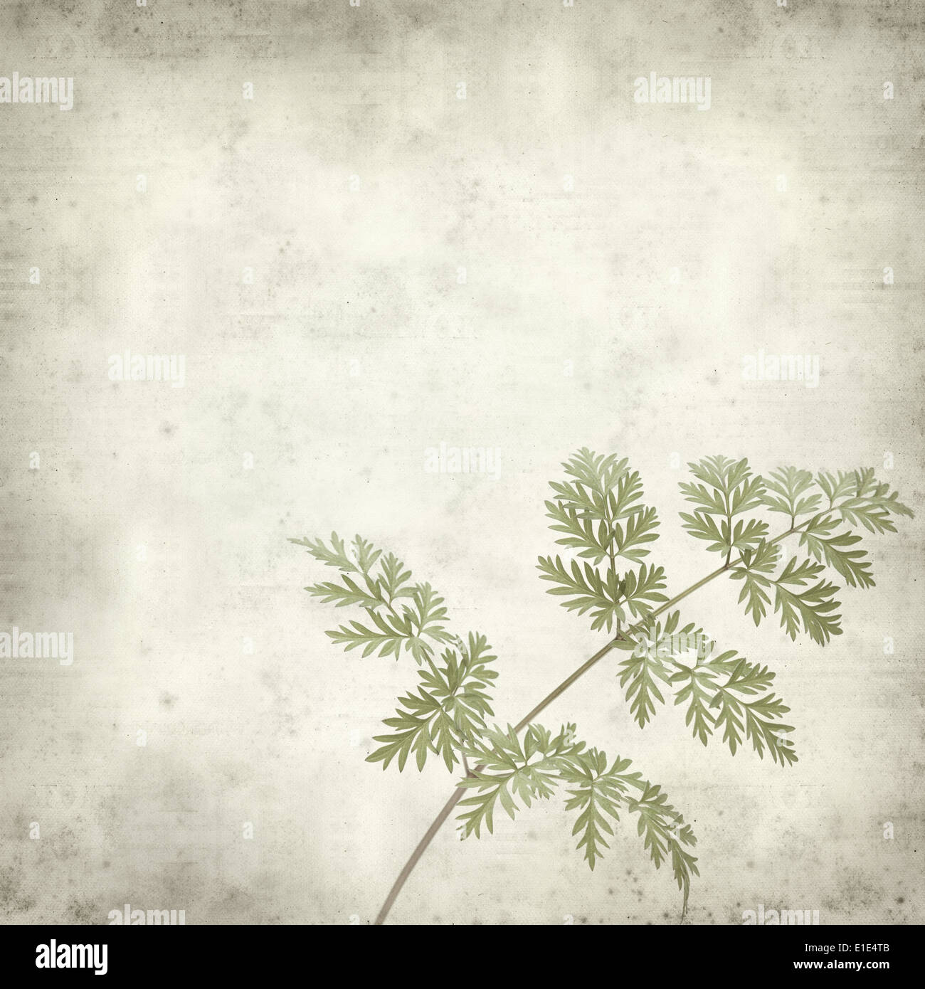 textured old paper background with wild parsley Stock Photo - Alamy