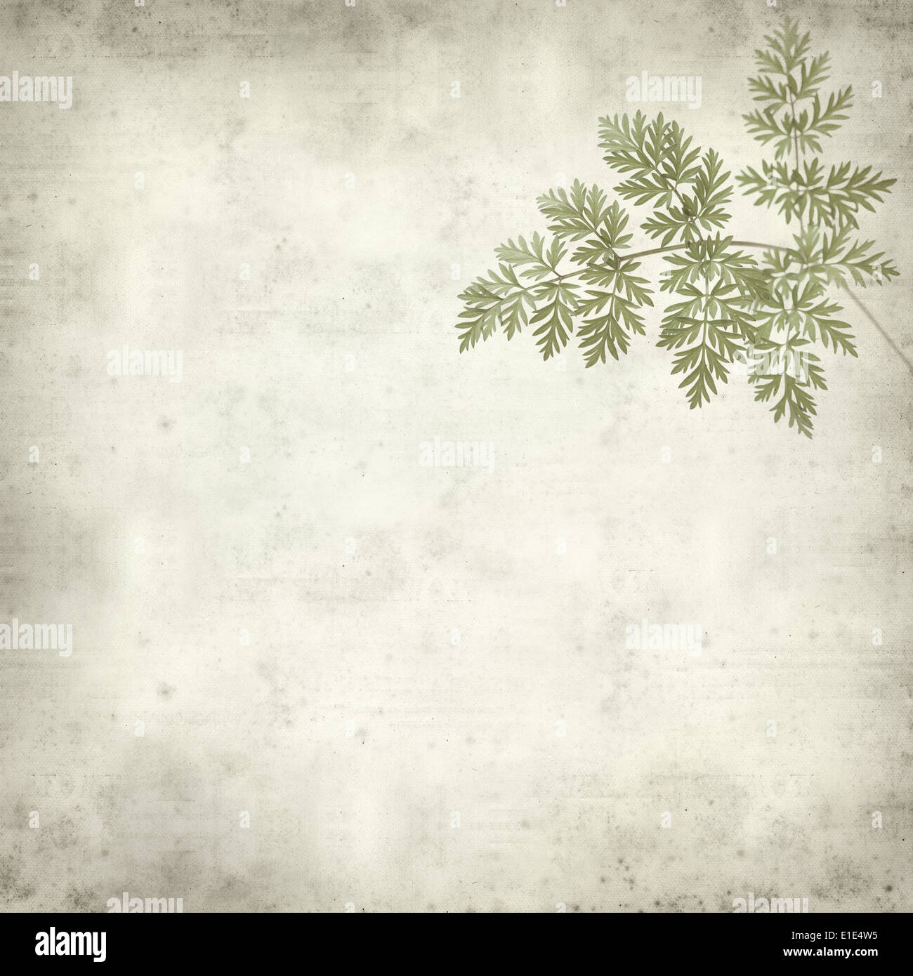 textured old paper background with wild parsley Stock Photo - Alamy