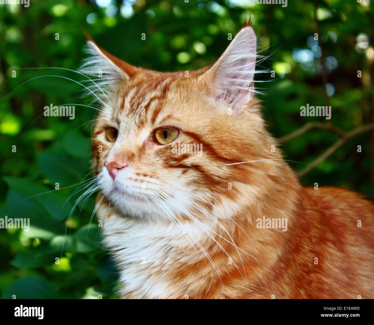 Red cat in the garden Stock Photo - Alamy
