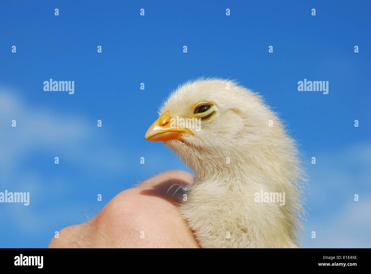 The little baby chicken on the farm Stock Photo - Alamy