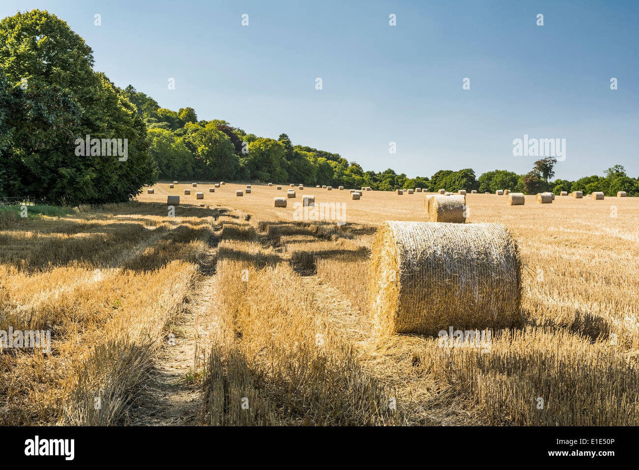 A late summer view from near to Findon village in the South Downs ...