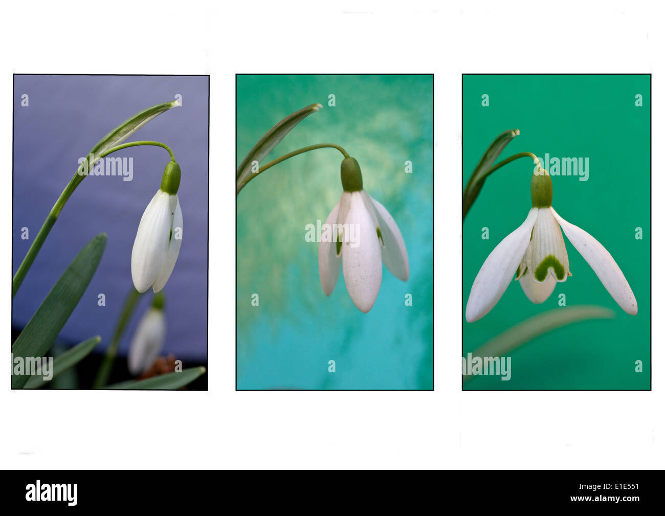 triptych of a snowdrop opening over 10 days using varied backdrops ...