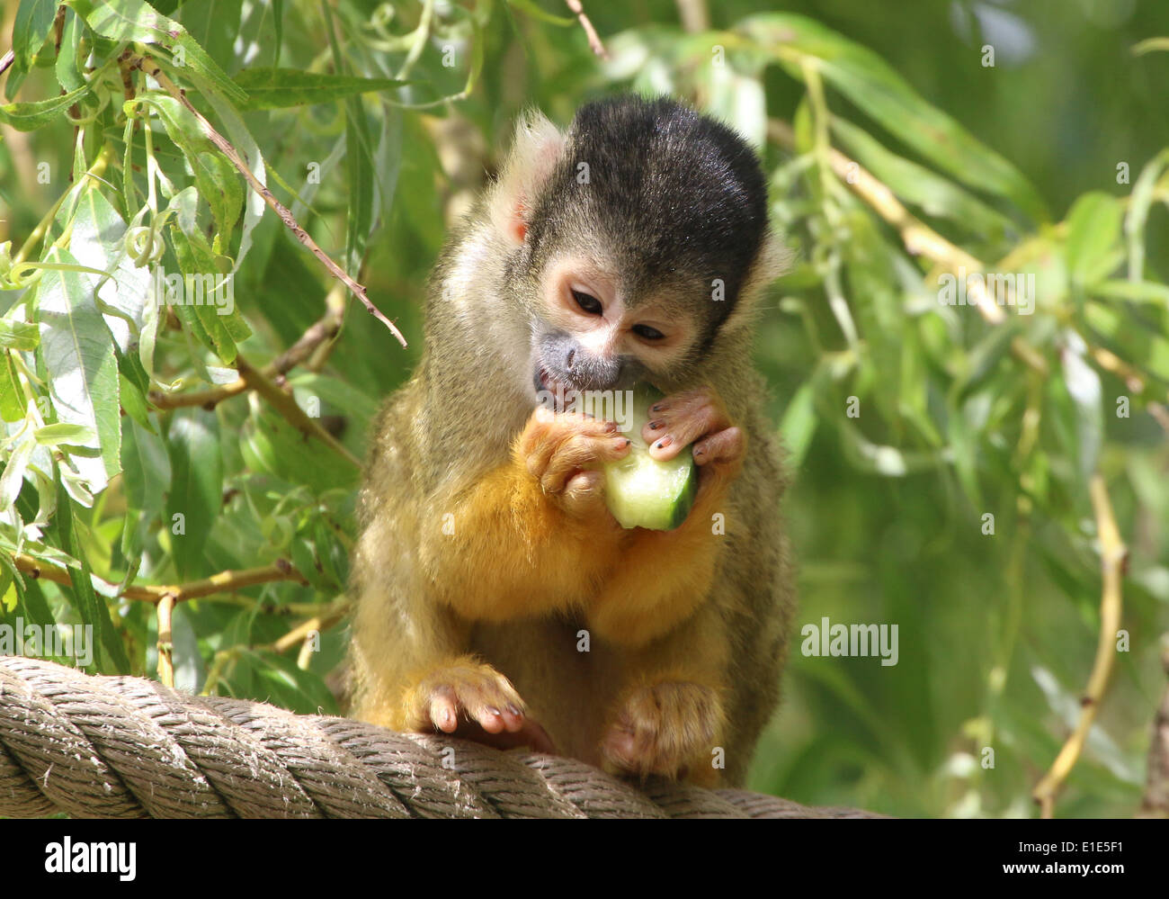Black-capped squirrel monkey (Saimiri boliviensis) in natural setting ...