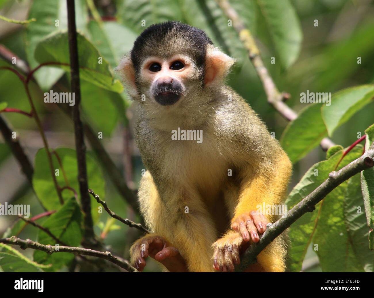 Black capped squirrel monkey hi-res stock photography and images - Alamy