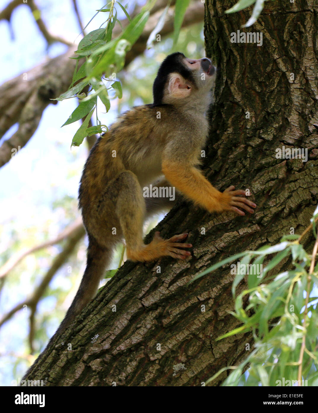 Monkey Large Eyes High Resolution Stock Photography and Images - Alamy