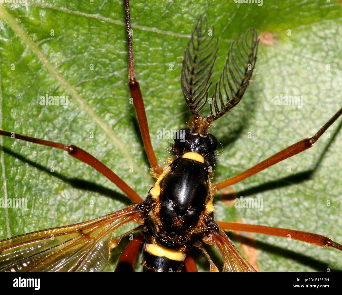 Cranefly ctenophora ornata hi-res stock photography and images - Alamy