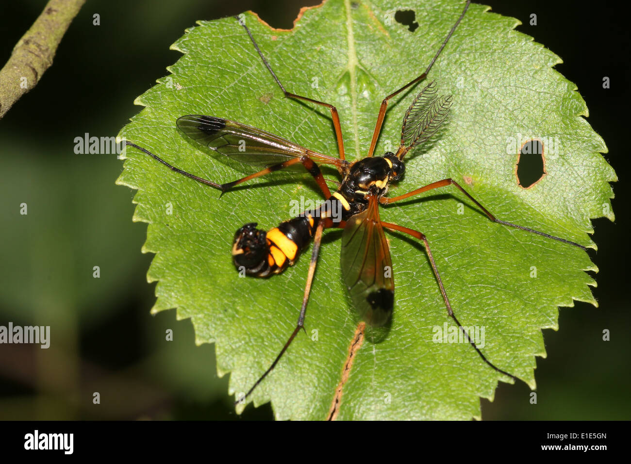 A yellow & black European true crane fly species, called Ctenophora ...