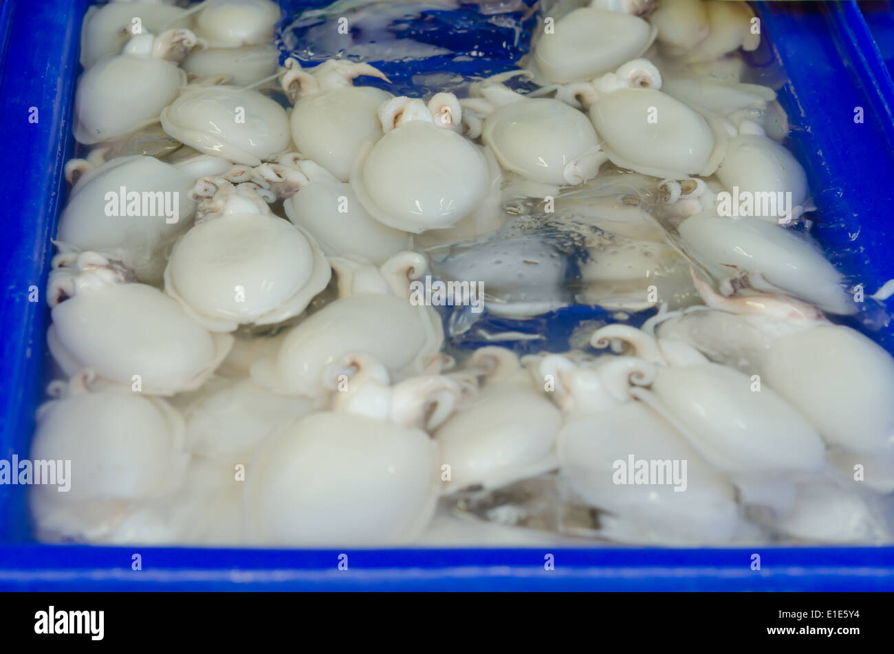 Fresh Group of Squid in The Local Market Stock Photo - Alamy