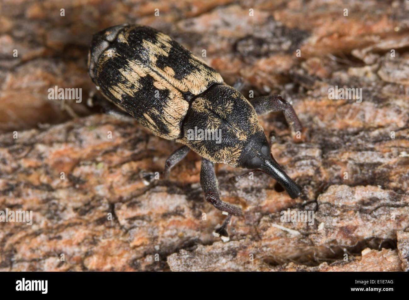 Weevil with big eyes and pretty pattern Stock Photo - Alamy