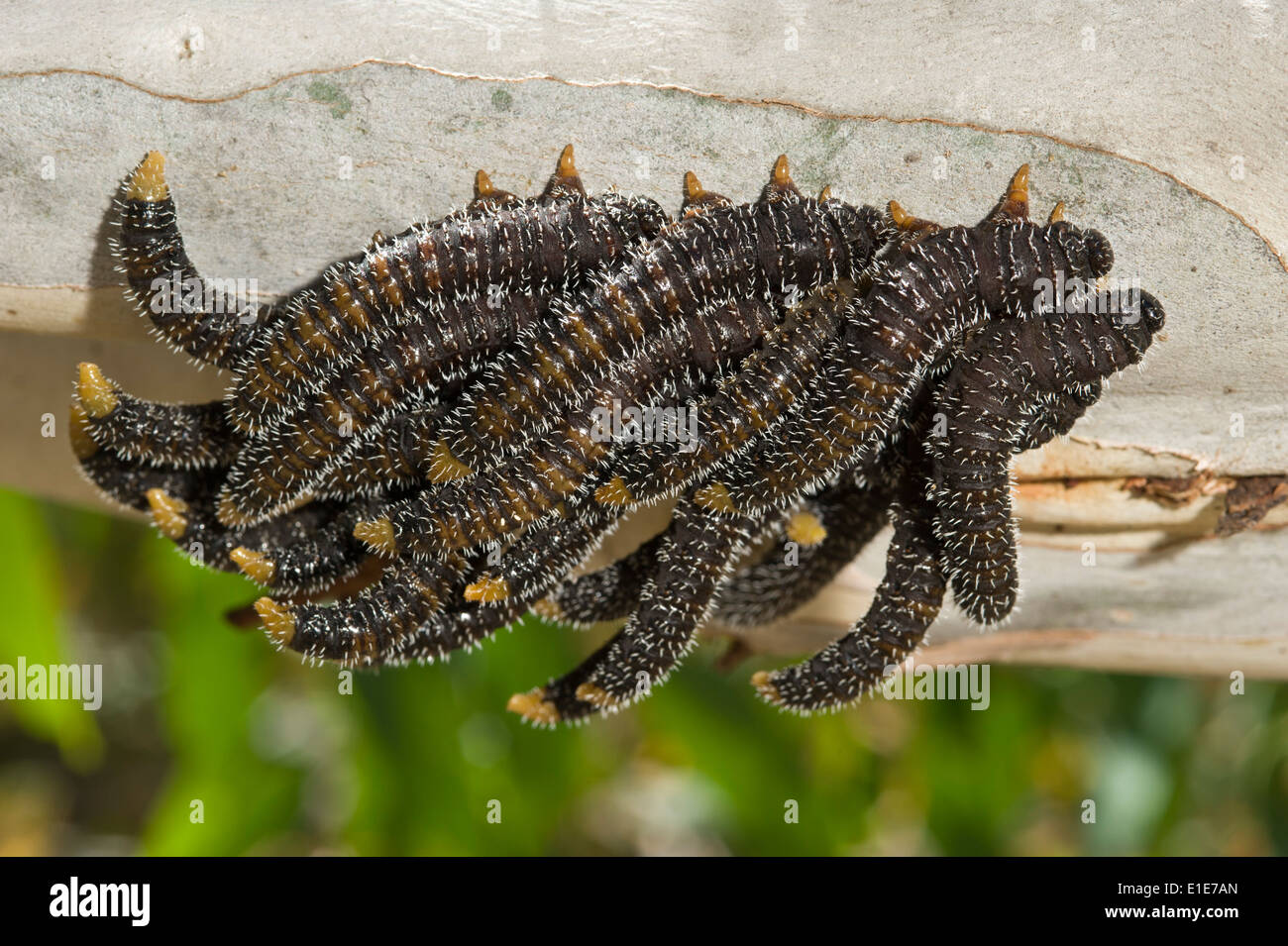 Sawfly grubs hi-res stock photography and images - Alamy