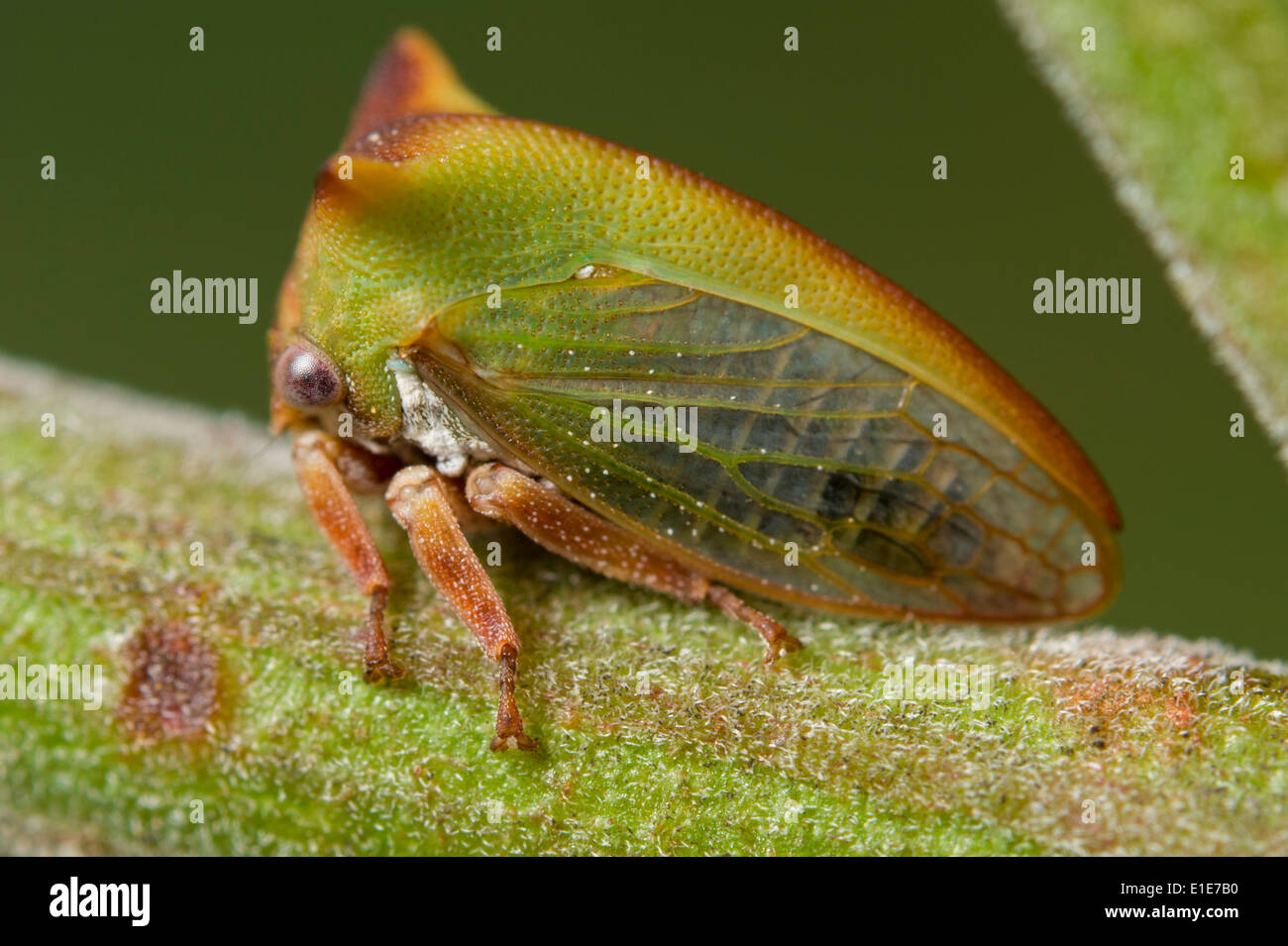 Tree hopper hi-res stock photography and images - Alamy