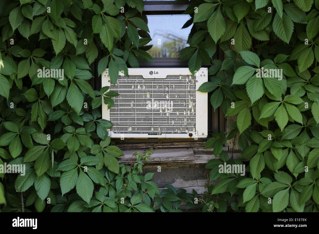 An old window unit air conditioner, surrounded by vines and leaves ...