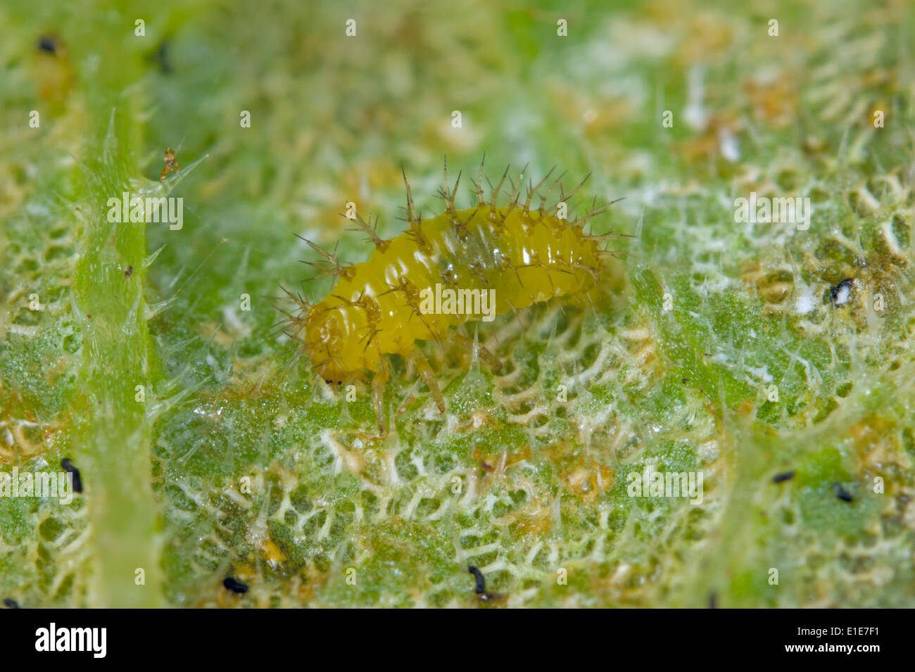 Leaf eating ladybird larvae damaging leaf Stock Photo - Alamy