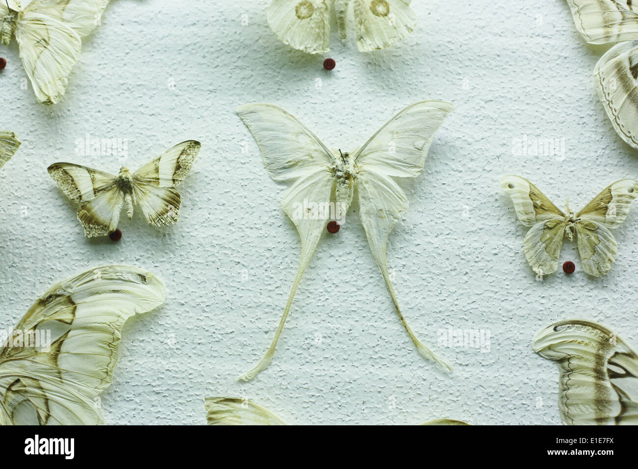 White moths pinned to a board at the Ralph Foster museum in Branson ...