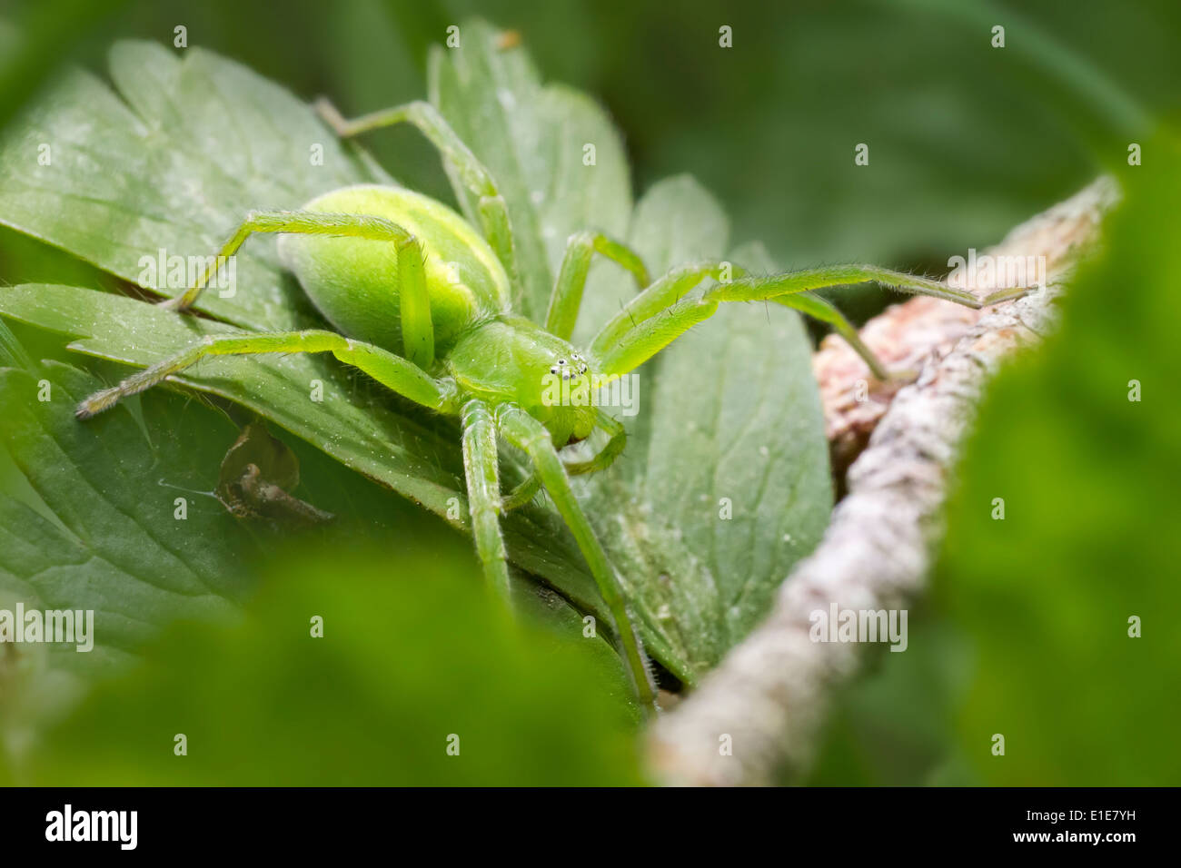 Portrait of a green spider Stock Photo - Alamy