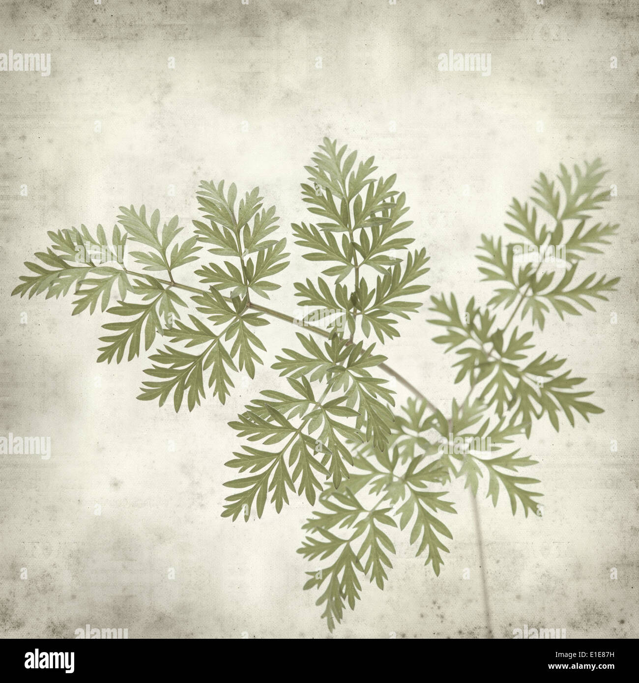 textured old paper background with wild parsley Stock Photo - Alamy