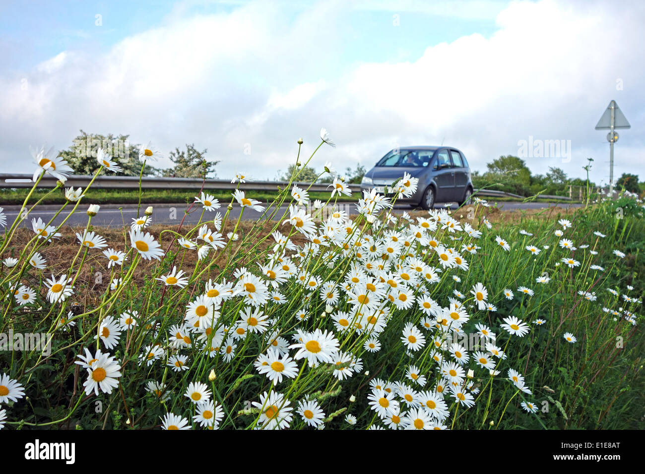 oxeye daisies growing by the roadside in cornwall, uk Stock Photo - Alamy
