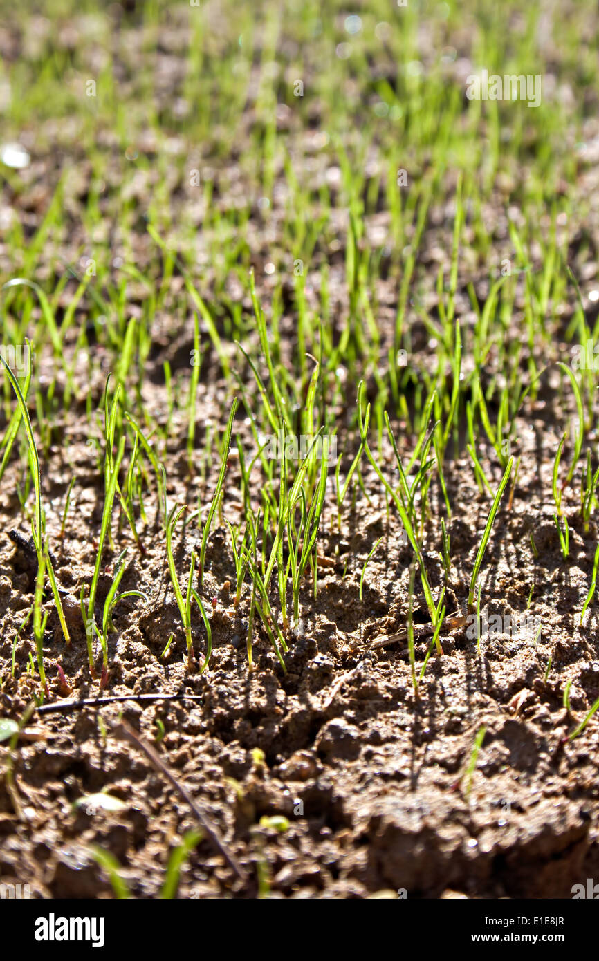 Newly seeded grass hi-res stock photography and images - Alamy
