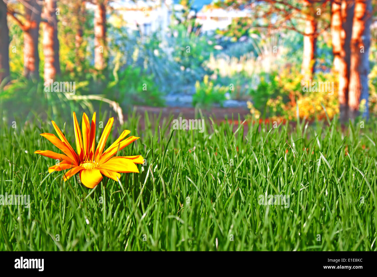 Lush trees vibrant flower hi-res stock photography and images - Alamy