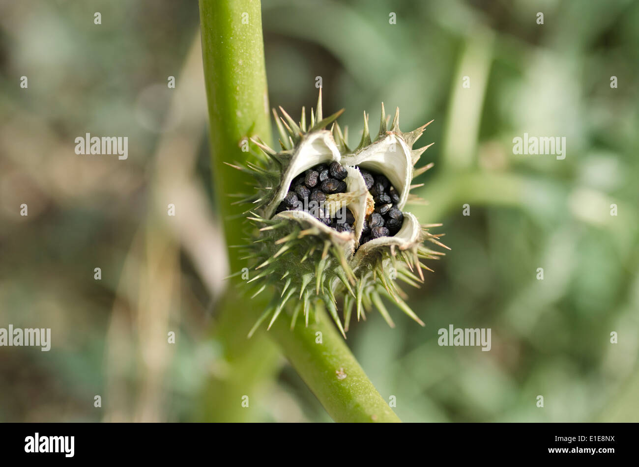 Plant seeds hi-res stock photography and images - Alamy