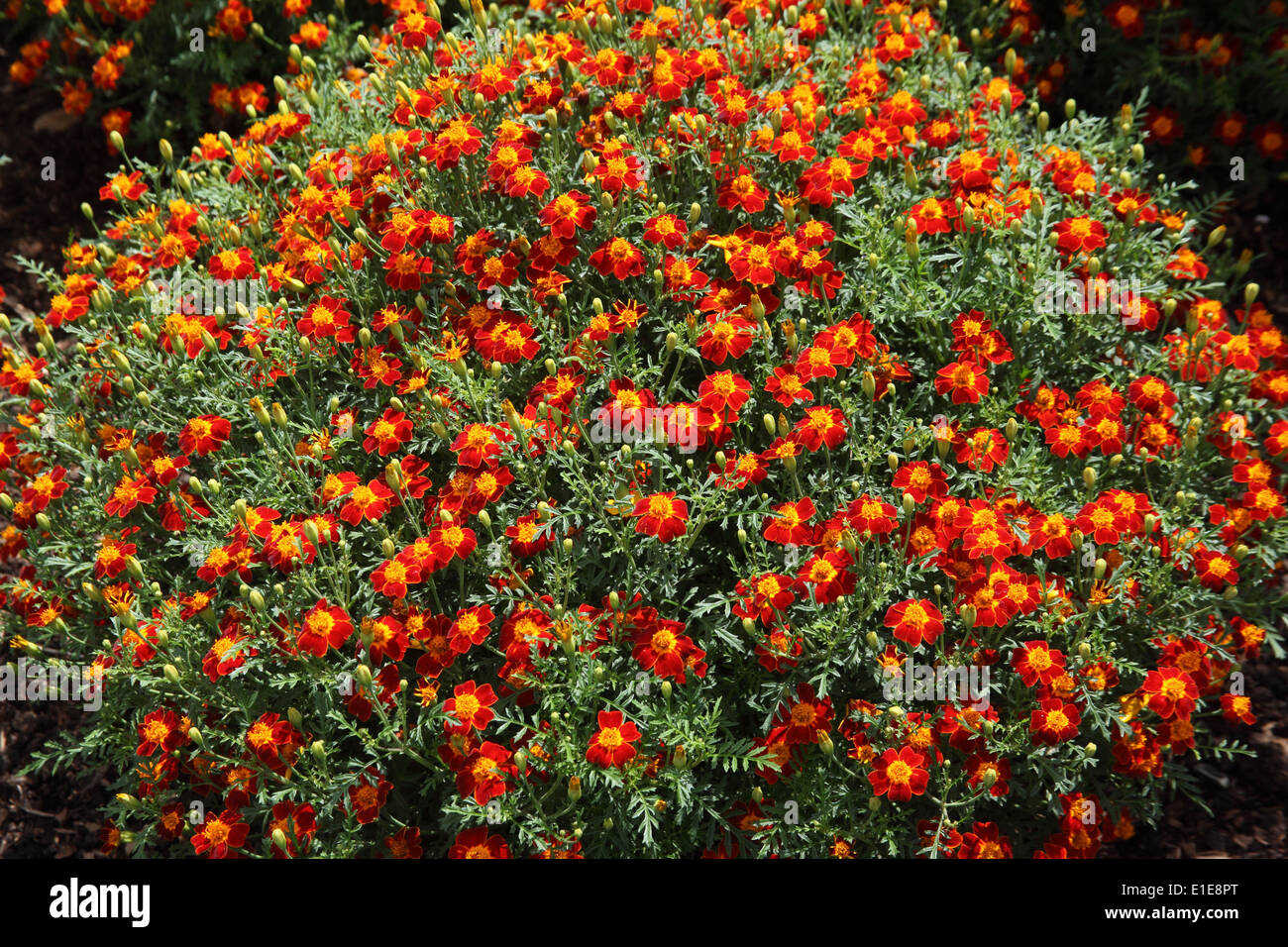 Paprika plants hi-res stock photography and images - Alamy