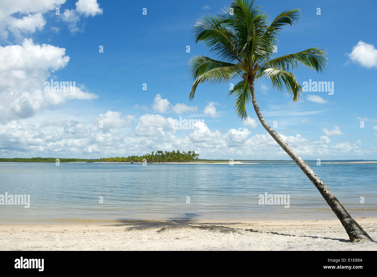 Palm tree with shadow on the shore of empty Brazilian beach in Bahia ...