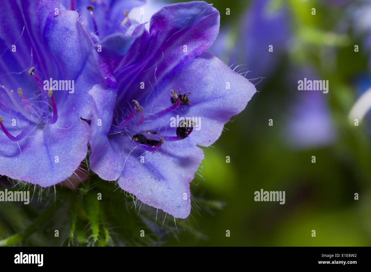 Flower with insects hi-res stock photography and images - Alamy