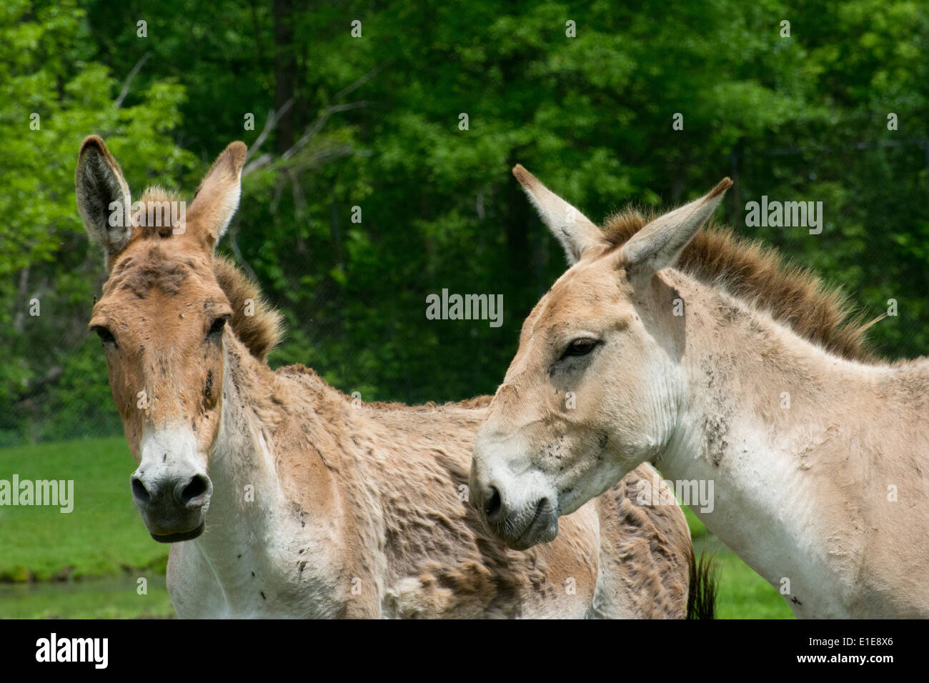 A pair of Onagers Stock Photo - Alamy