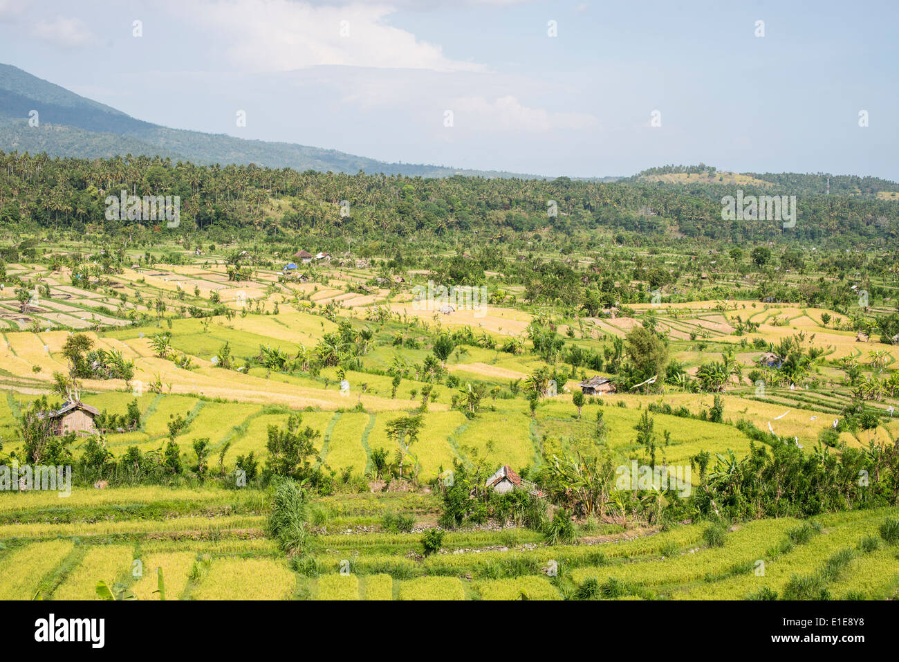 Rice paddies hi-res stock photography and images - Alamy
