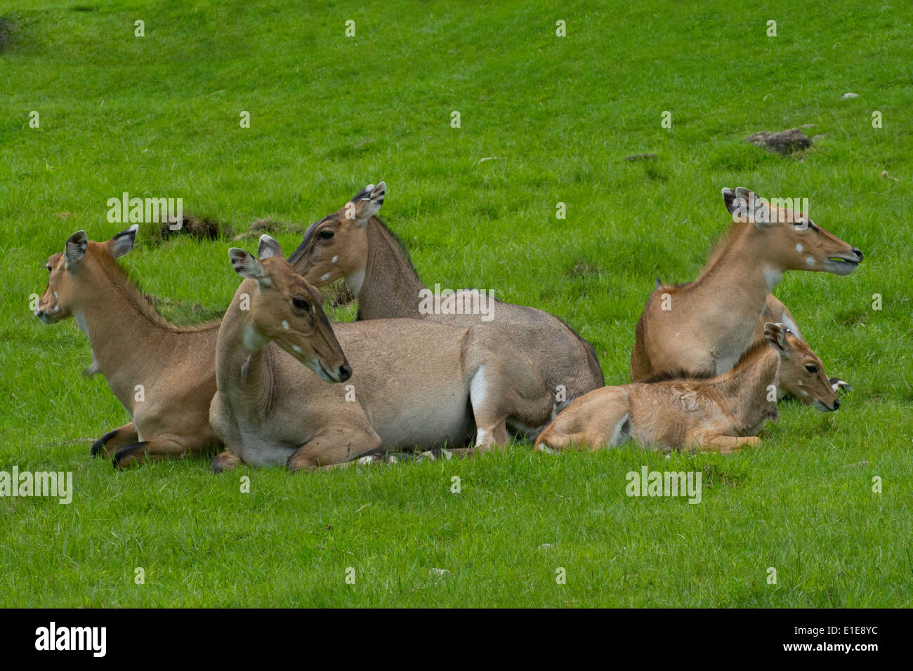 A group of Nigai Antelopes Stock Photo - Alamy