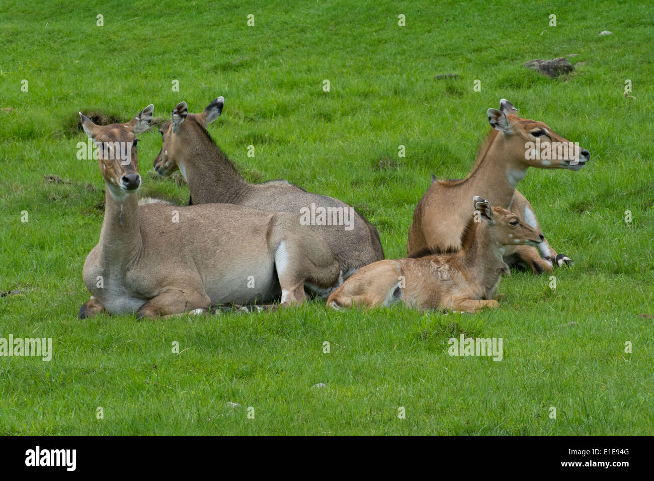 A group of Nigai Antelopes Stock Photo - Alamy