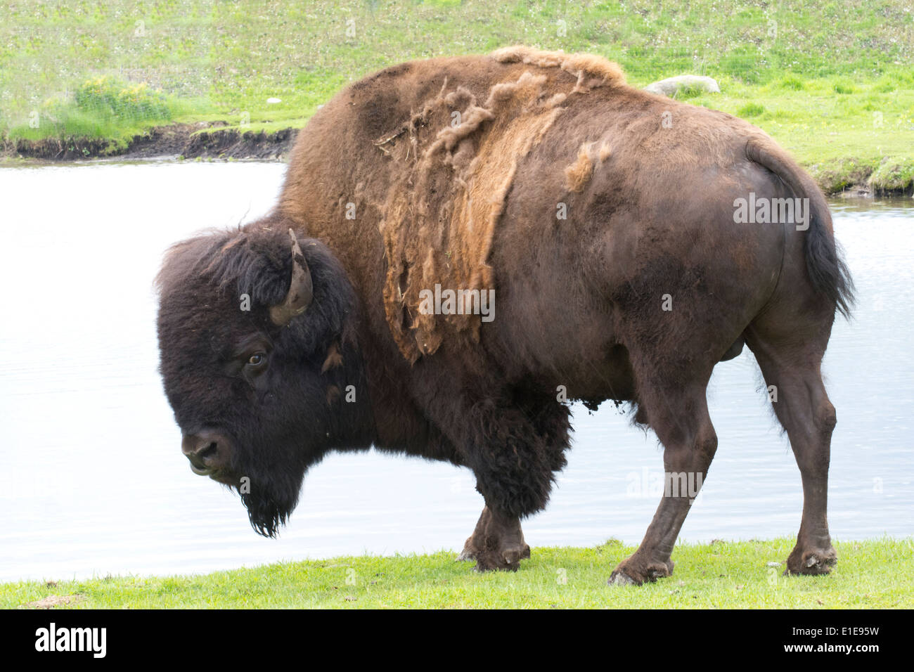 A Bison bull Stock Photo - Alamy