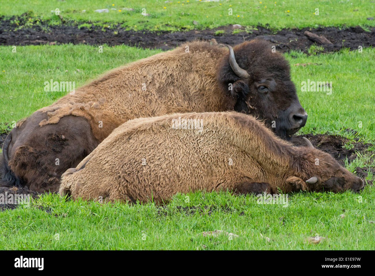 Bull and cow bison hi-res stock photography and images - Alamy