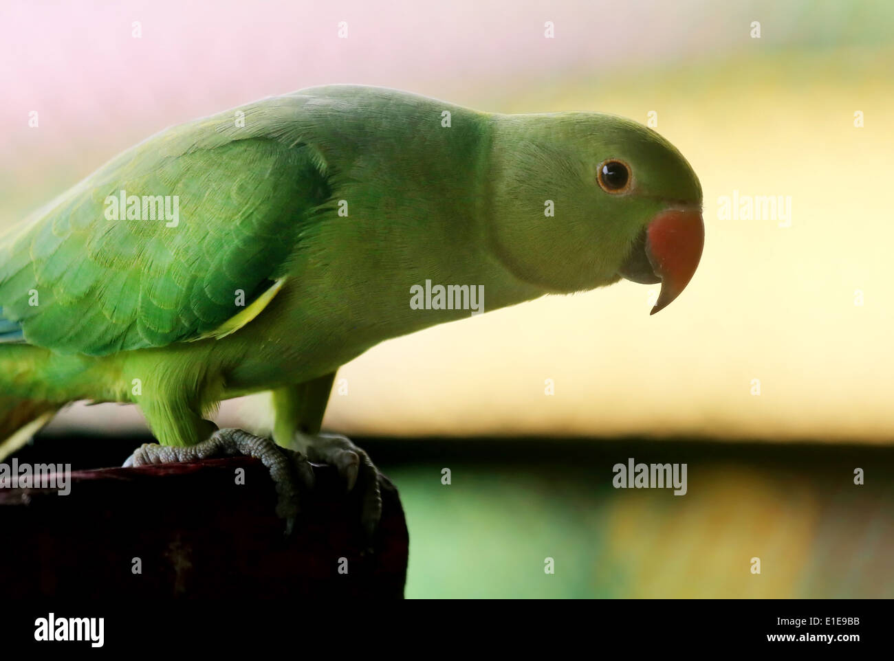 Feathery parrots hi-res stock photography and images - Alamy