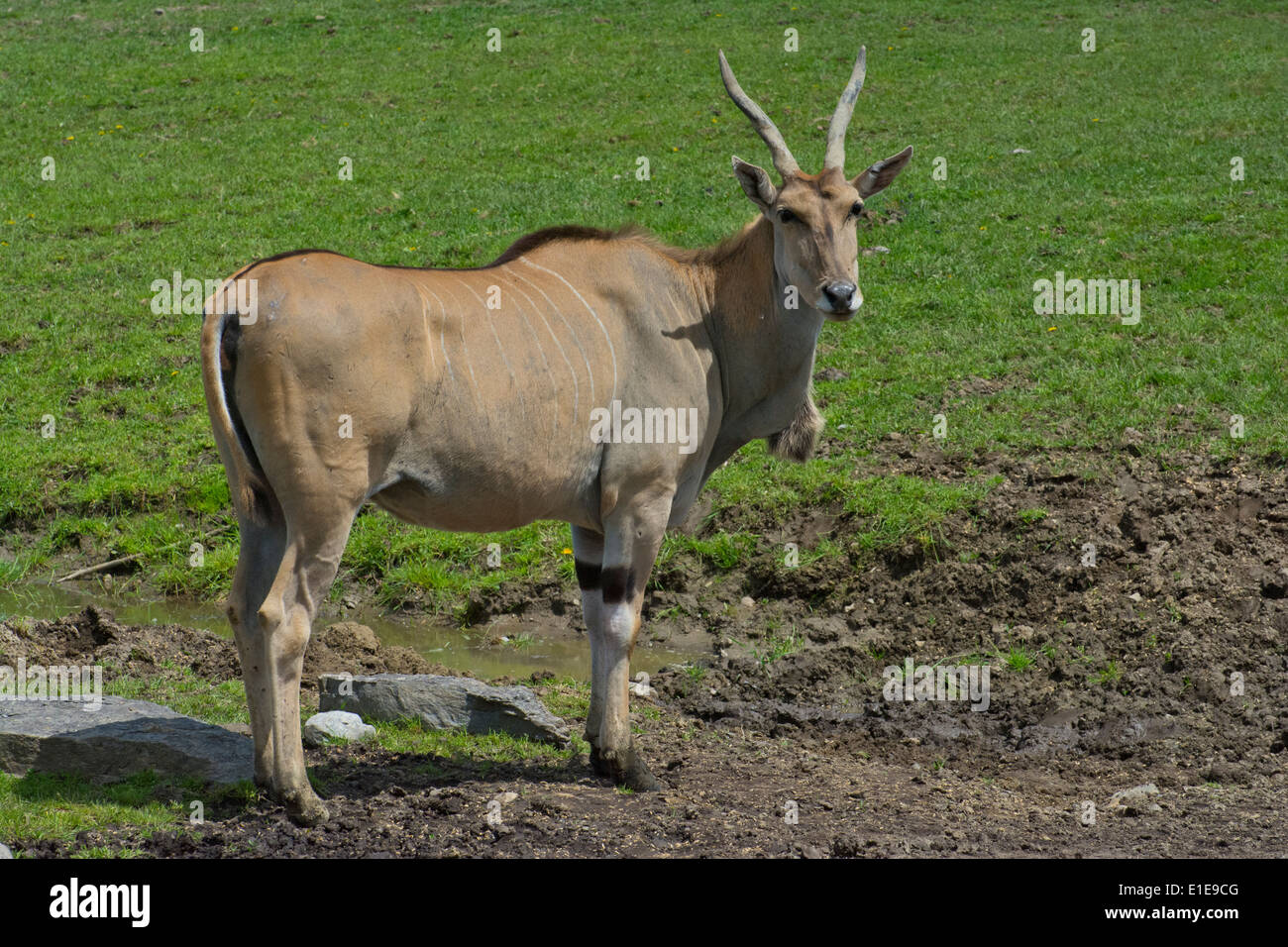 Eland southern hi-res stock photography and images - Alamy