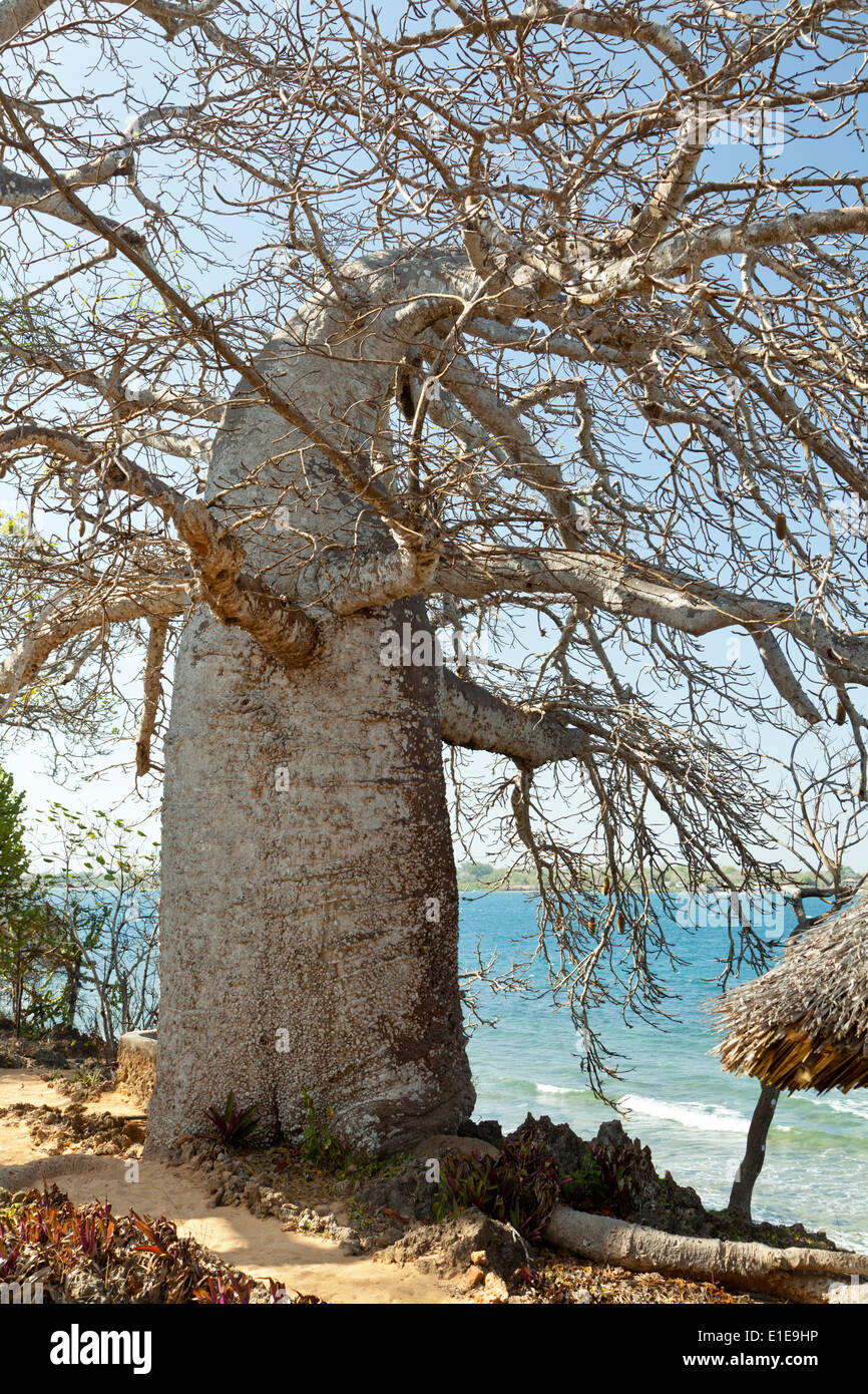 A Baobab Tree on Wasini Island in Kenya Stock Photo - Alamy