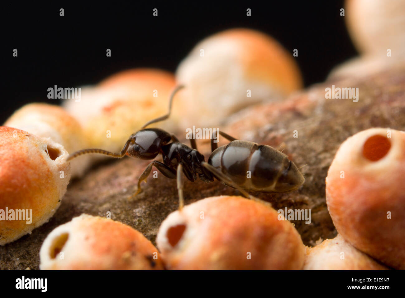 Scale insects hi-res stock photography and images - Alamy