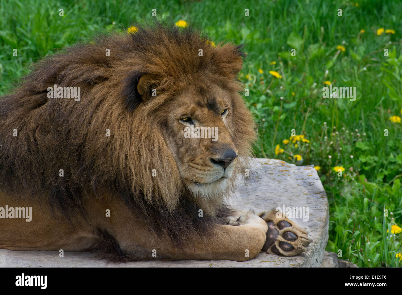 A male Lion Stock Photo - Alamy