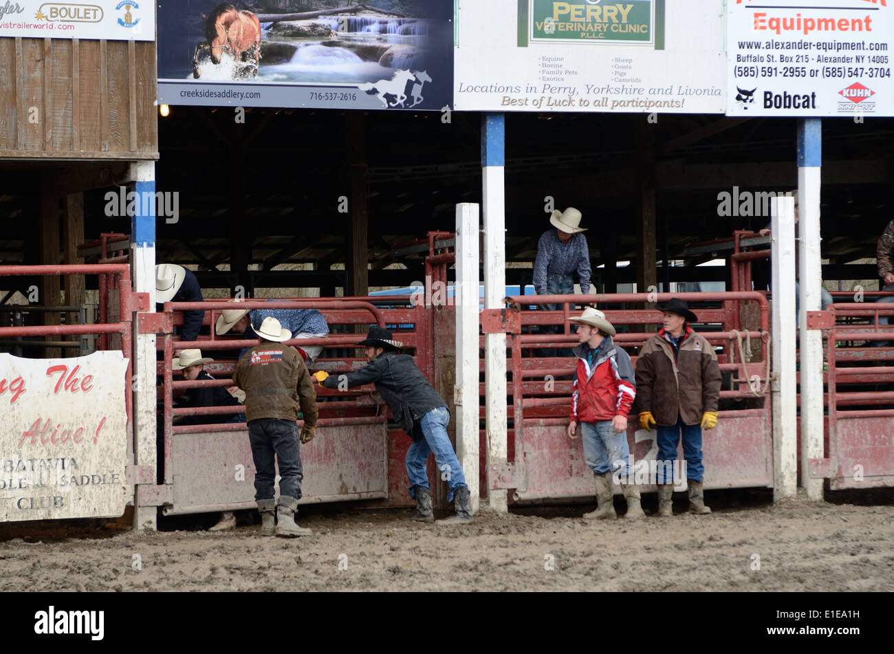 Arena Cowboys prepare bull and teenager for bull throwing competition ...