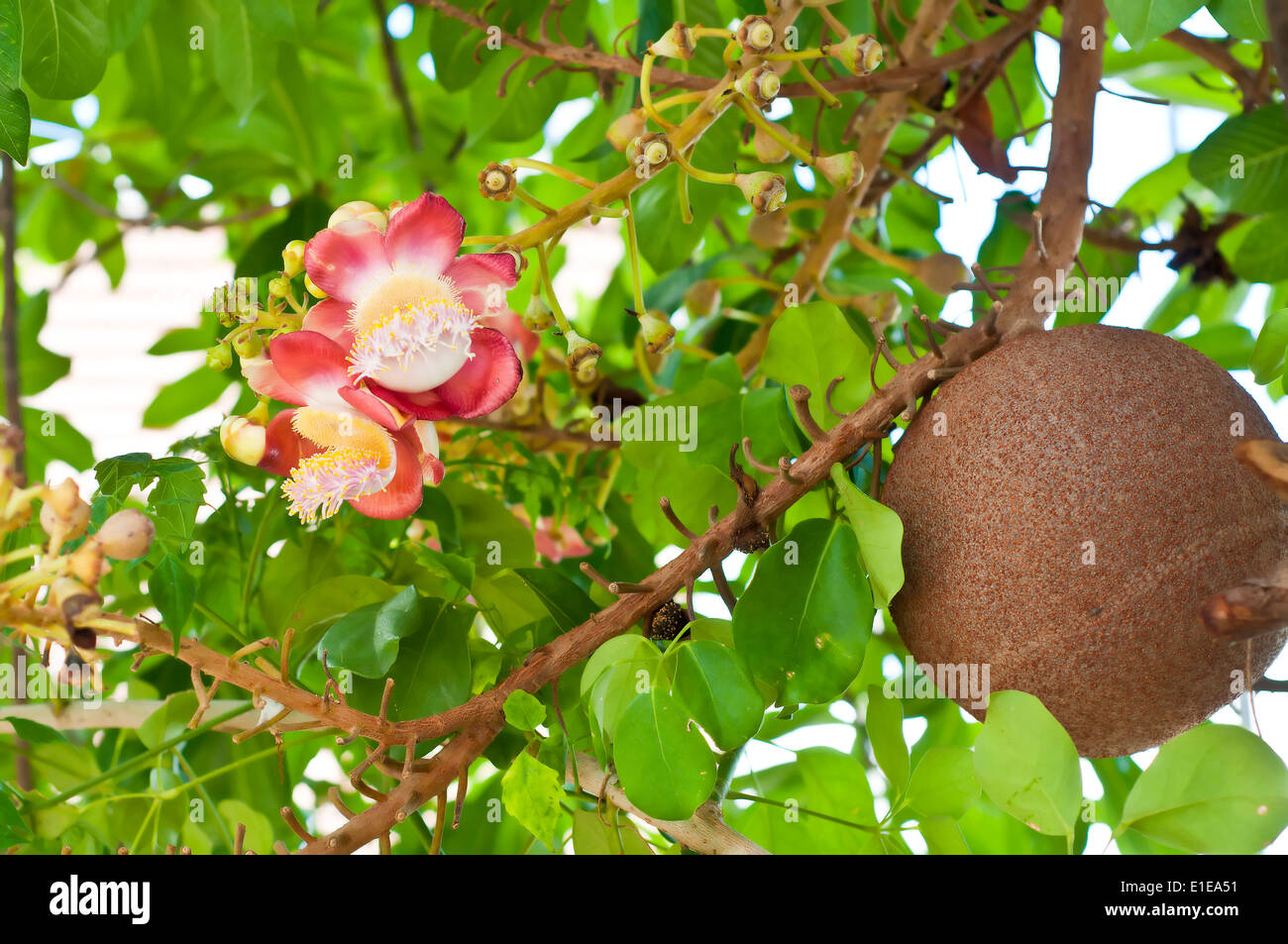 Macro cannonball tree flower hi-res stock photography and images - Alamy