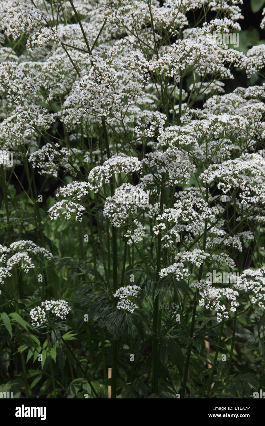 Valeriana officinalis Valerian plant in flower Stock Photo - Alamy