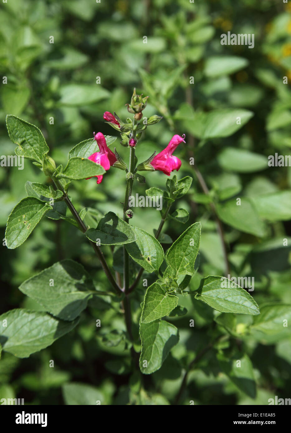Salvia microphylla microphylla hi-res stock photography and images - Alamy