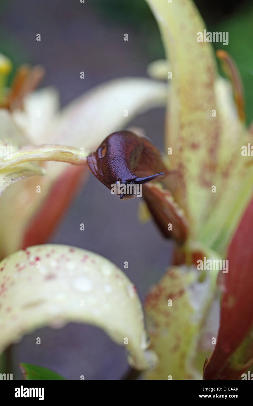 Slug on flower hi-res stock photography and images - Alamy