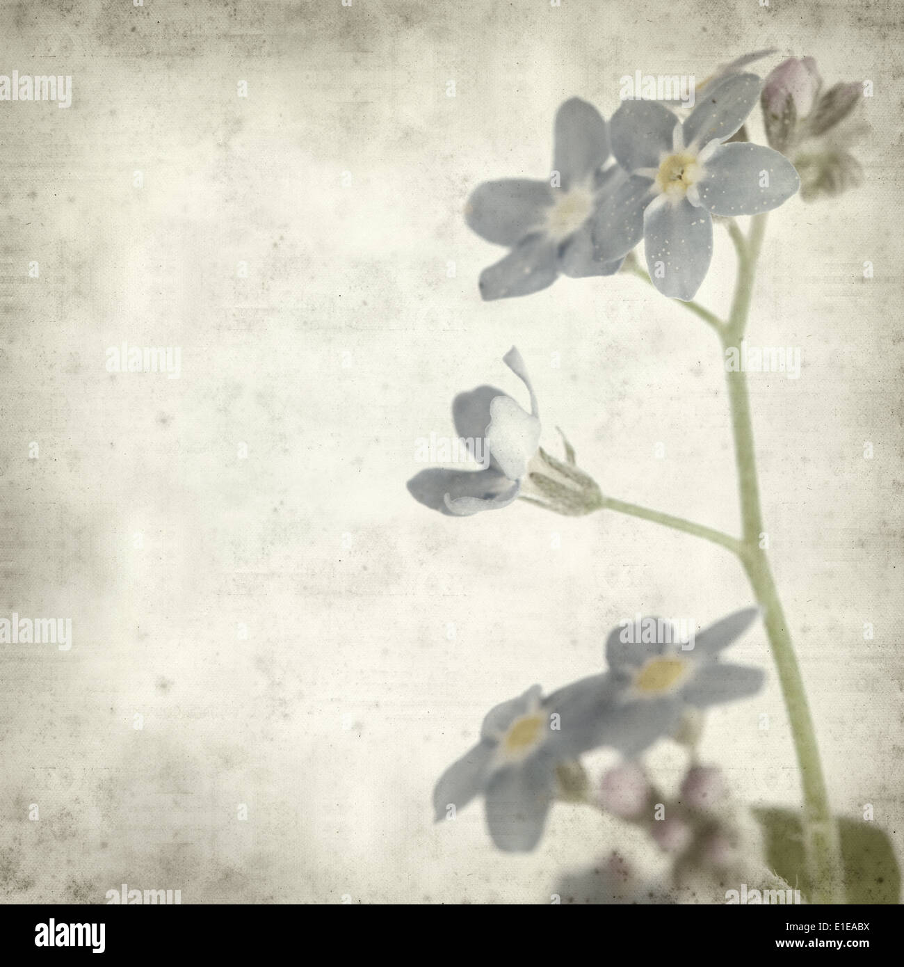 textured old paper background with forget-me-not Stock Photo - Alamy