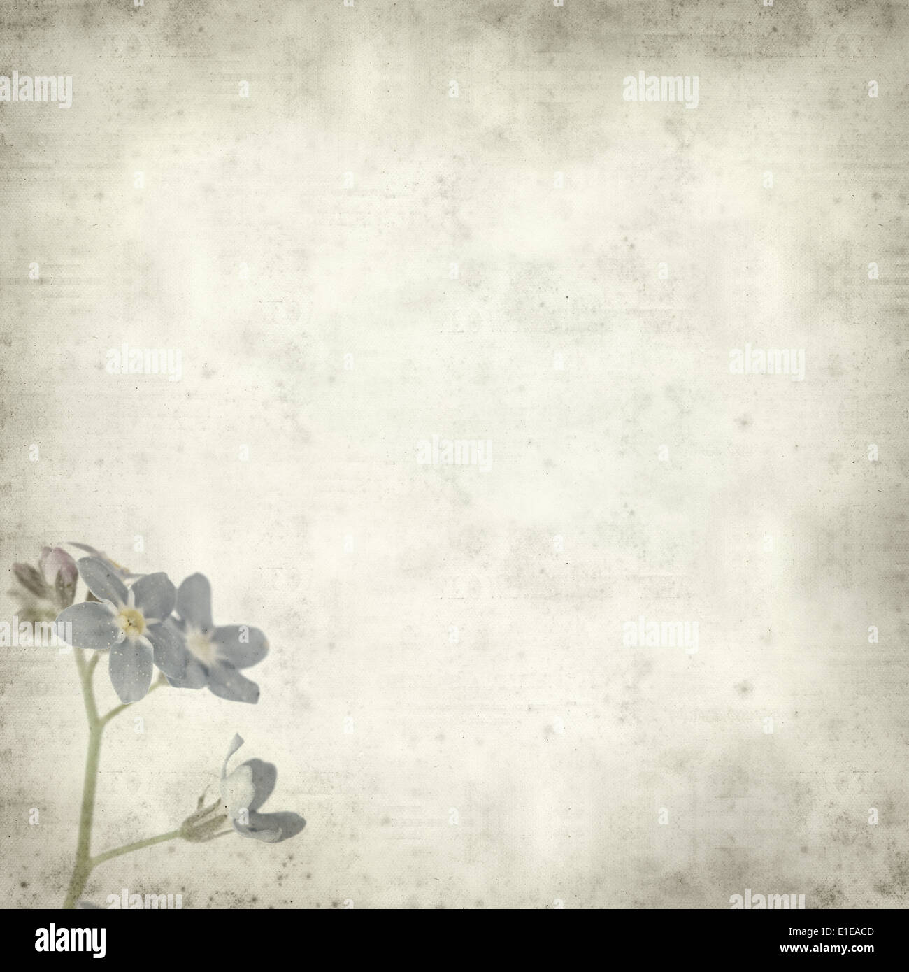 textured old paper background with forget-me-not Stock Photo - Alamy