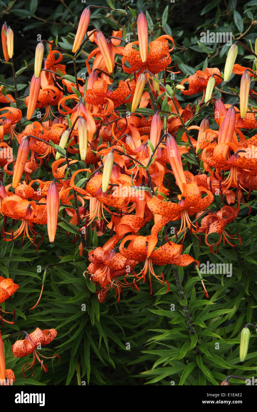 Superbum hi-res stock photography and images - Alamy